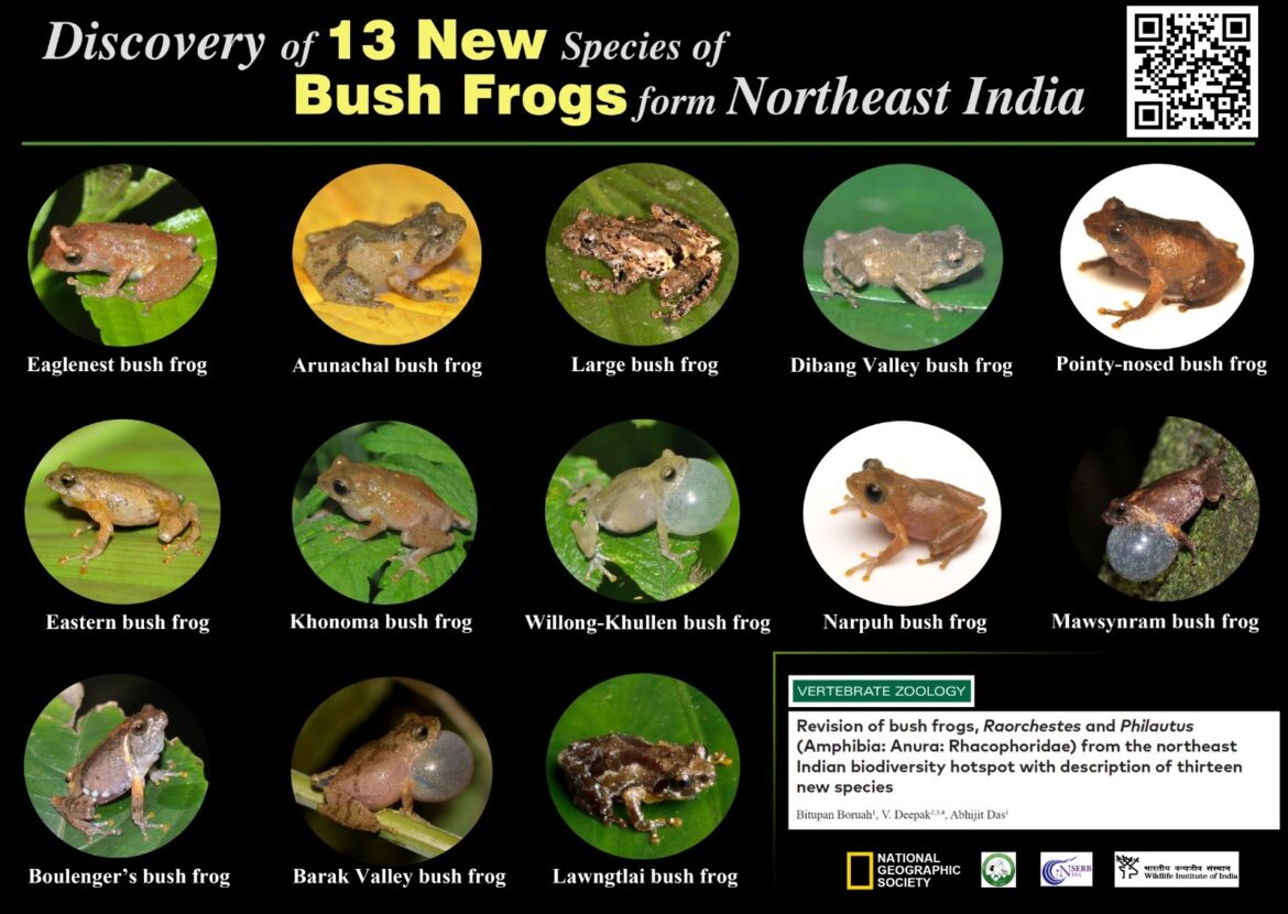 A biodiversity windfall: 13 new frog species found in Northeast India ...